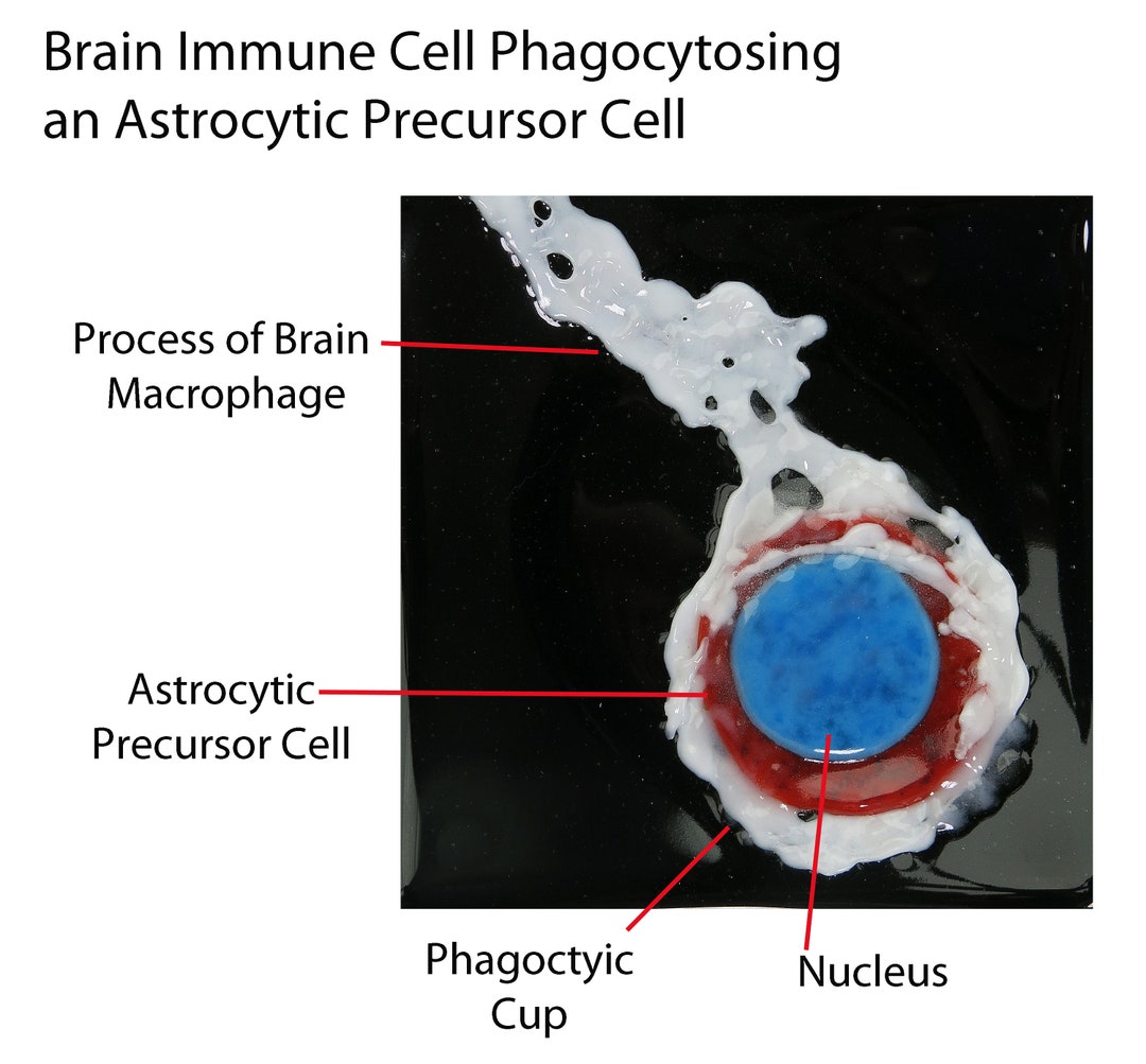 Brain Macrophage Phagocytosing a Precursor Cell - Etsy