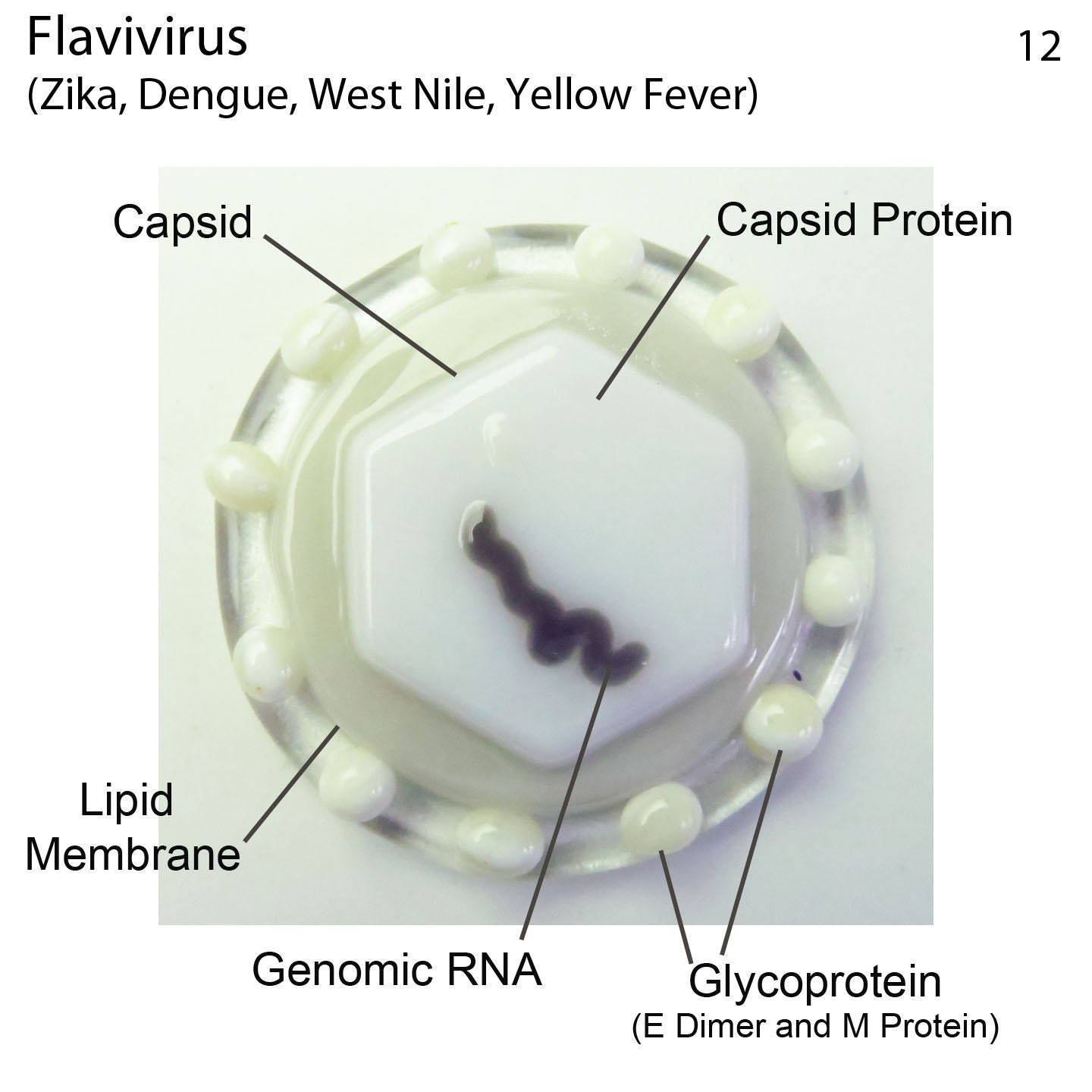 Flavivirus Dengue