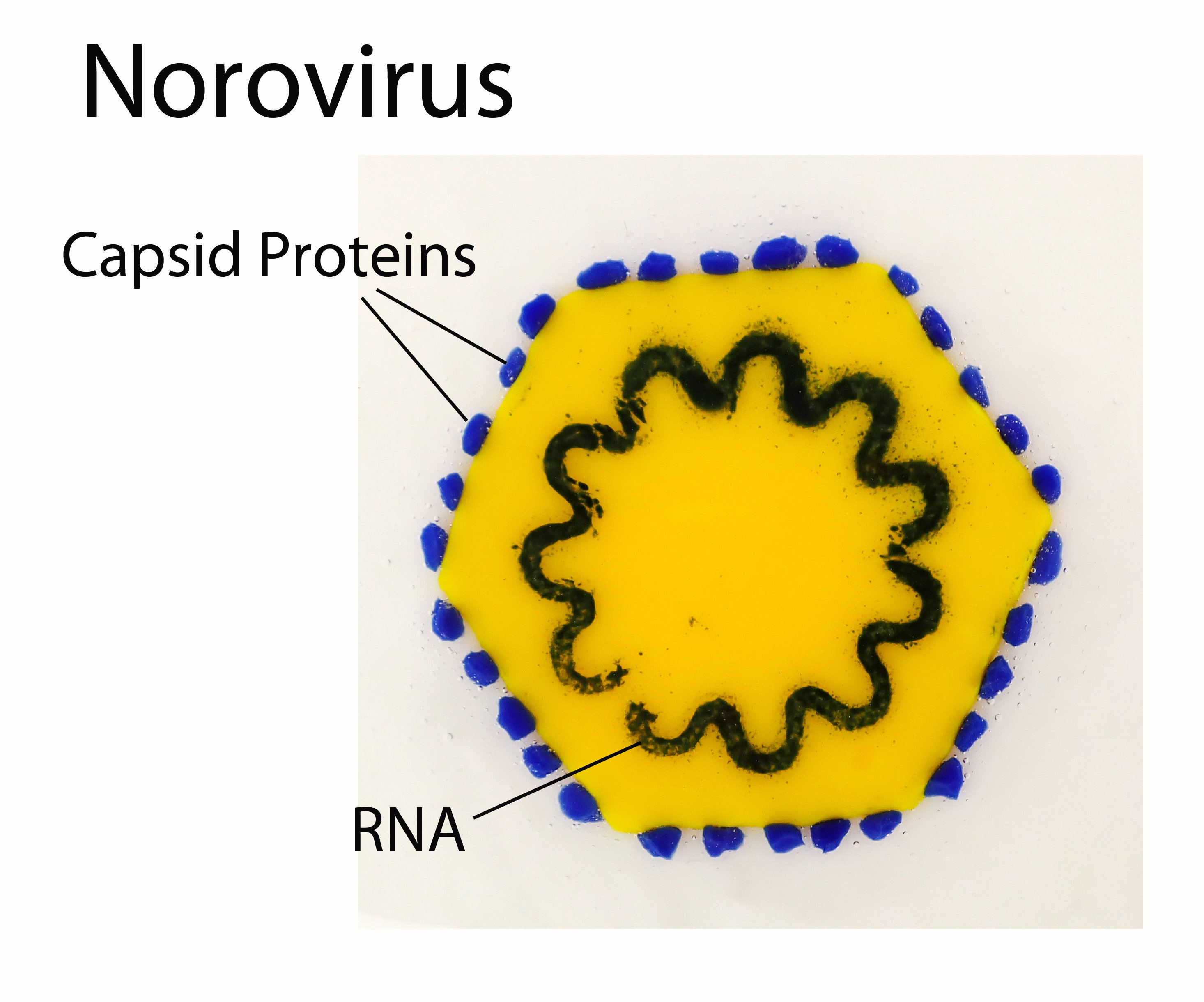 Norovirus Structure