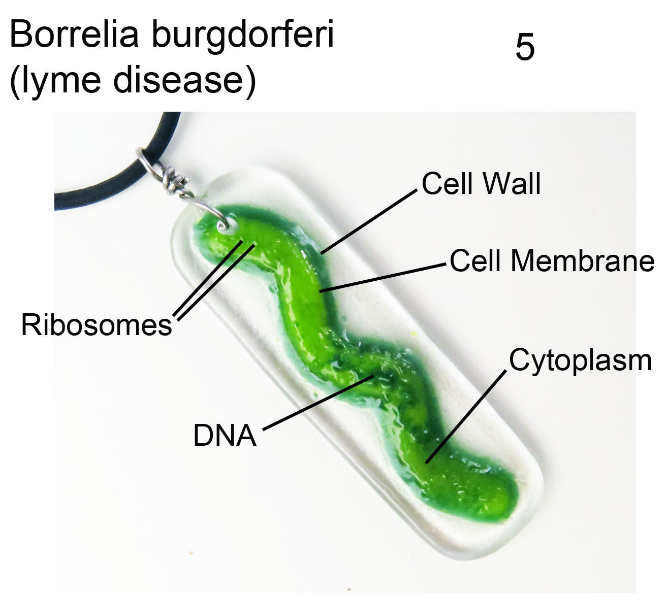 Lyme Disease Bacteria Diagram