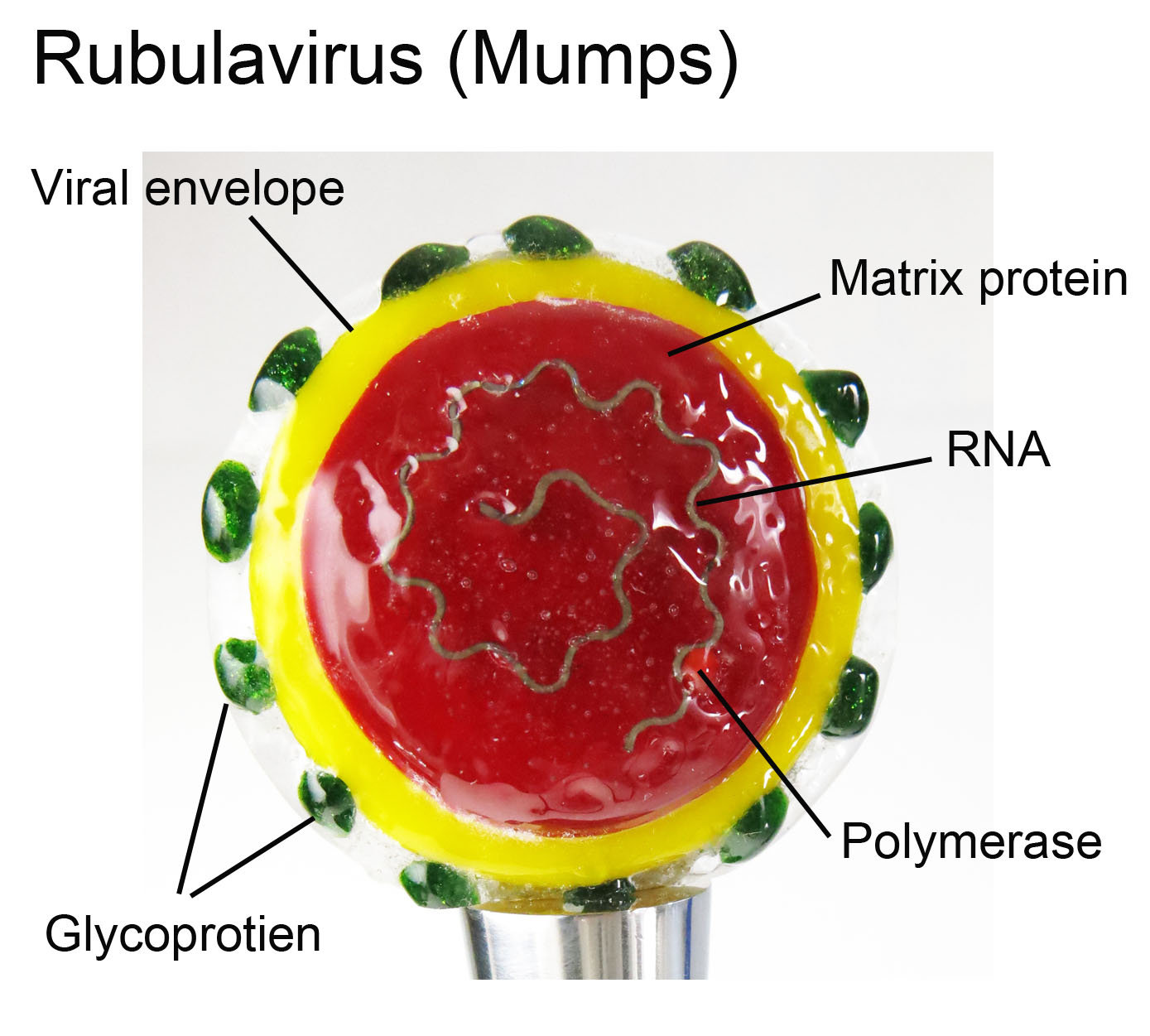 Mumps Virus Structure
