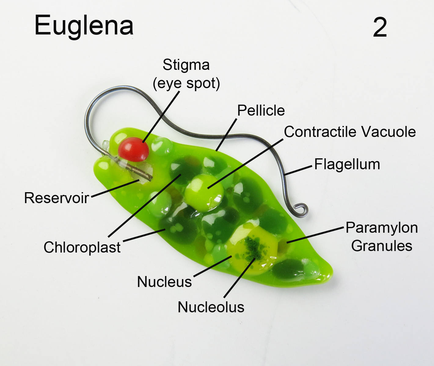 Euglena Diagram For Kids