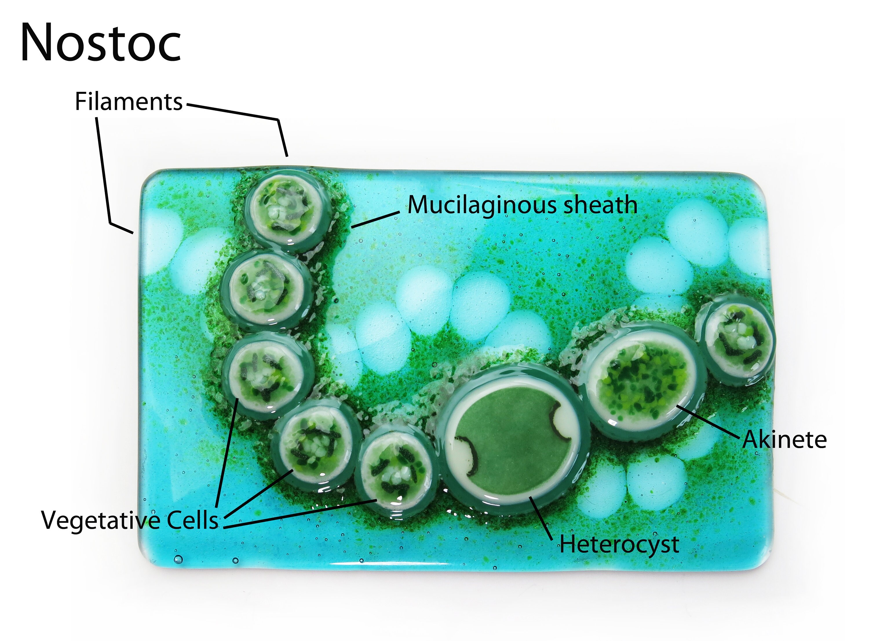 Nostoc Vegetative Cells