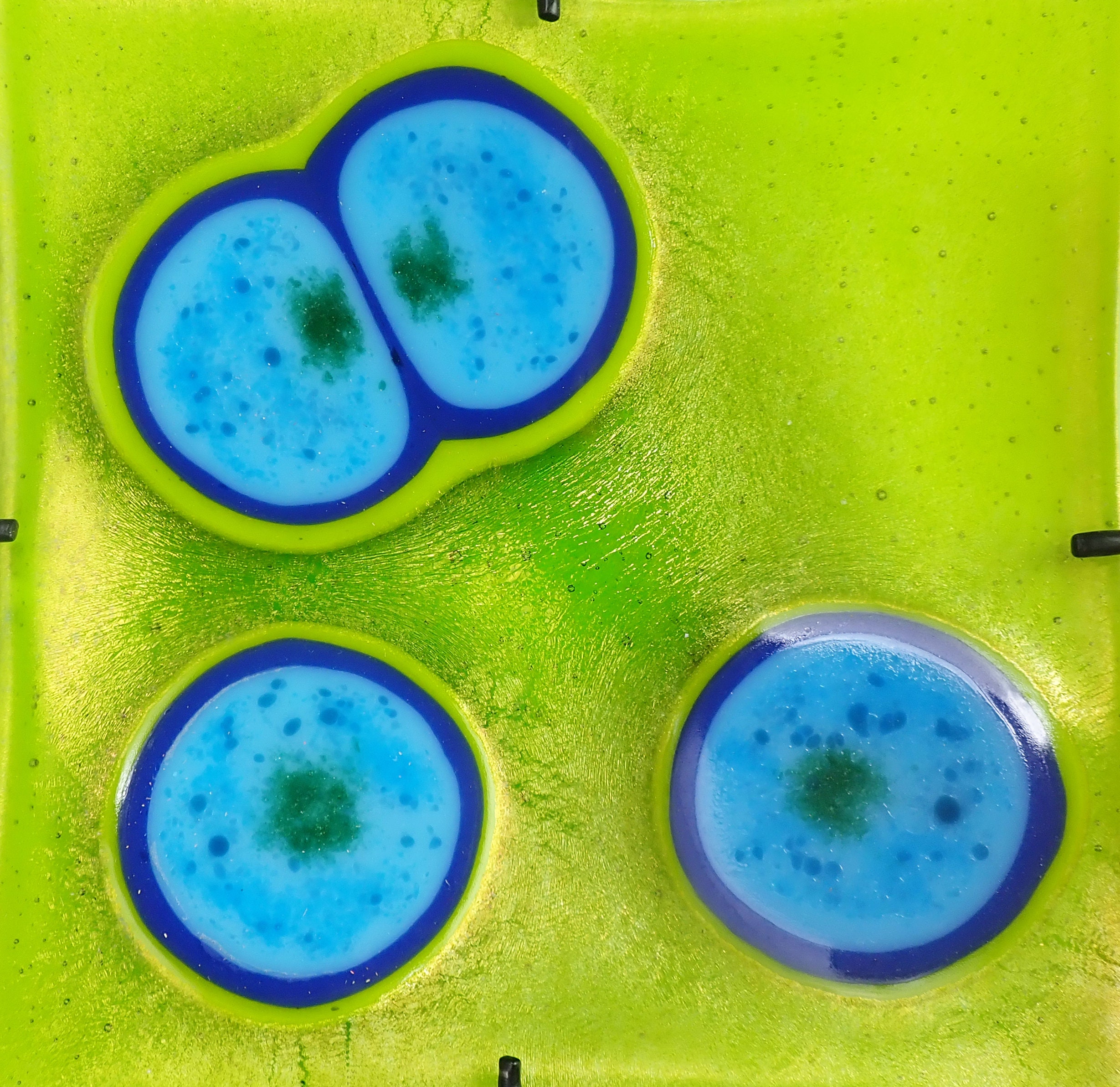 Staphylococcus Aureus Bacteria Fused Glass Dish Set - Etsy