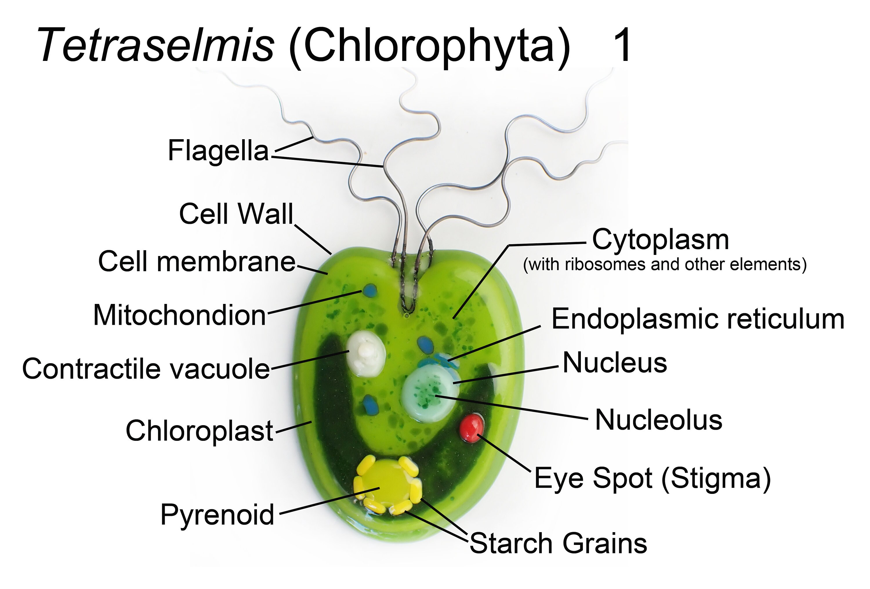 Chlorophyta Diagram
