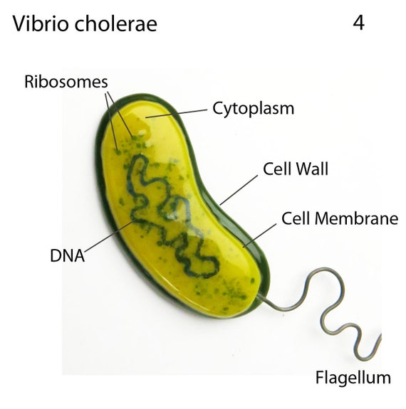 Cholera Bacteria Diagram