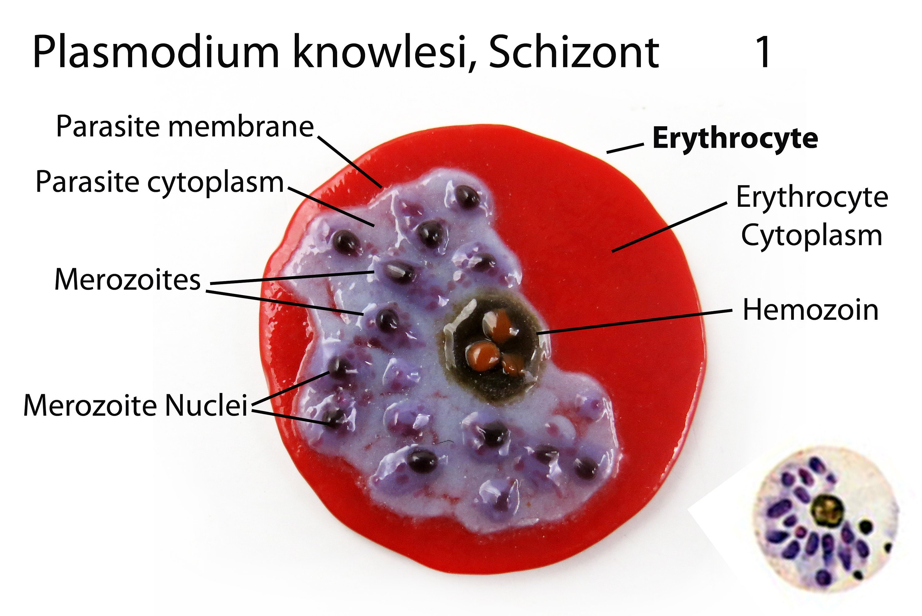 Plasmodium Slide Labeled