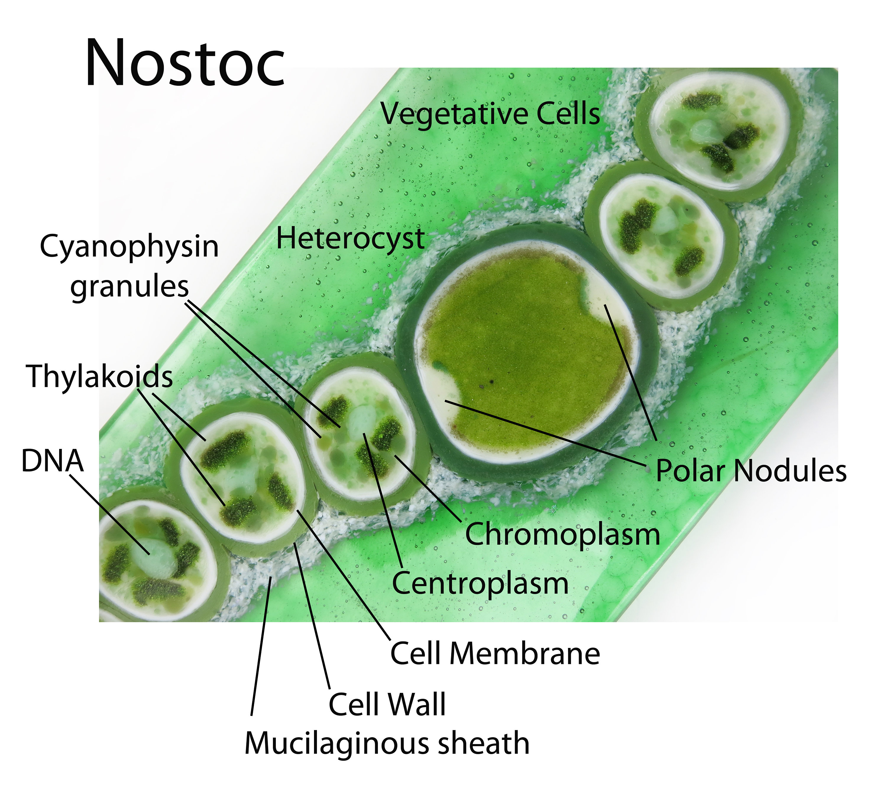 Nostoc Diagram