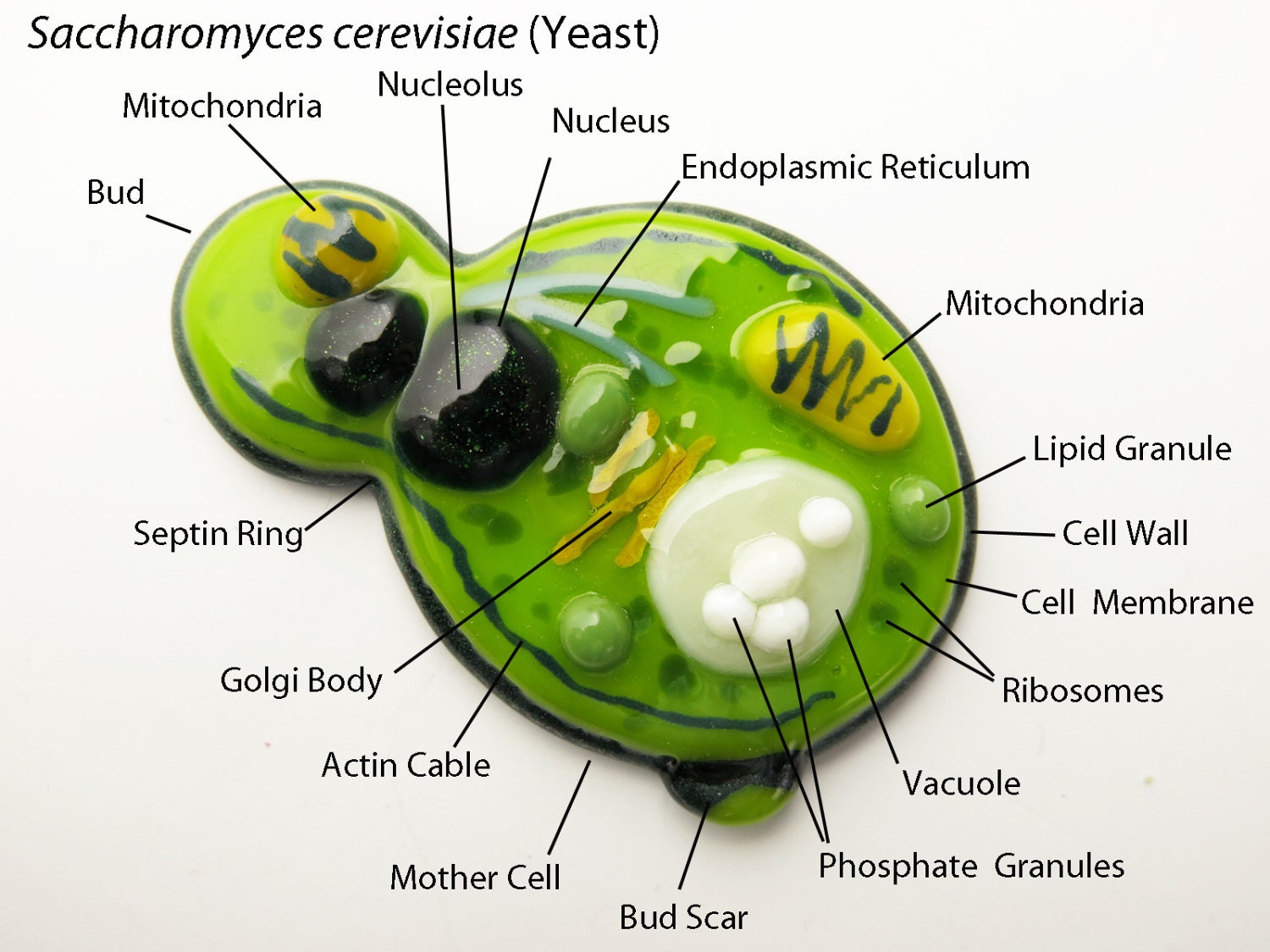 Saccharomyces Labeled Diagram