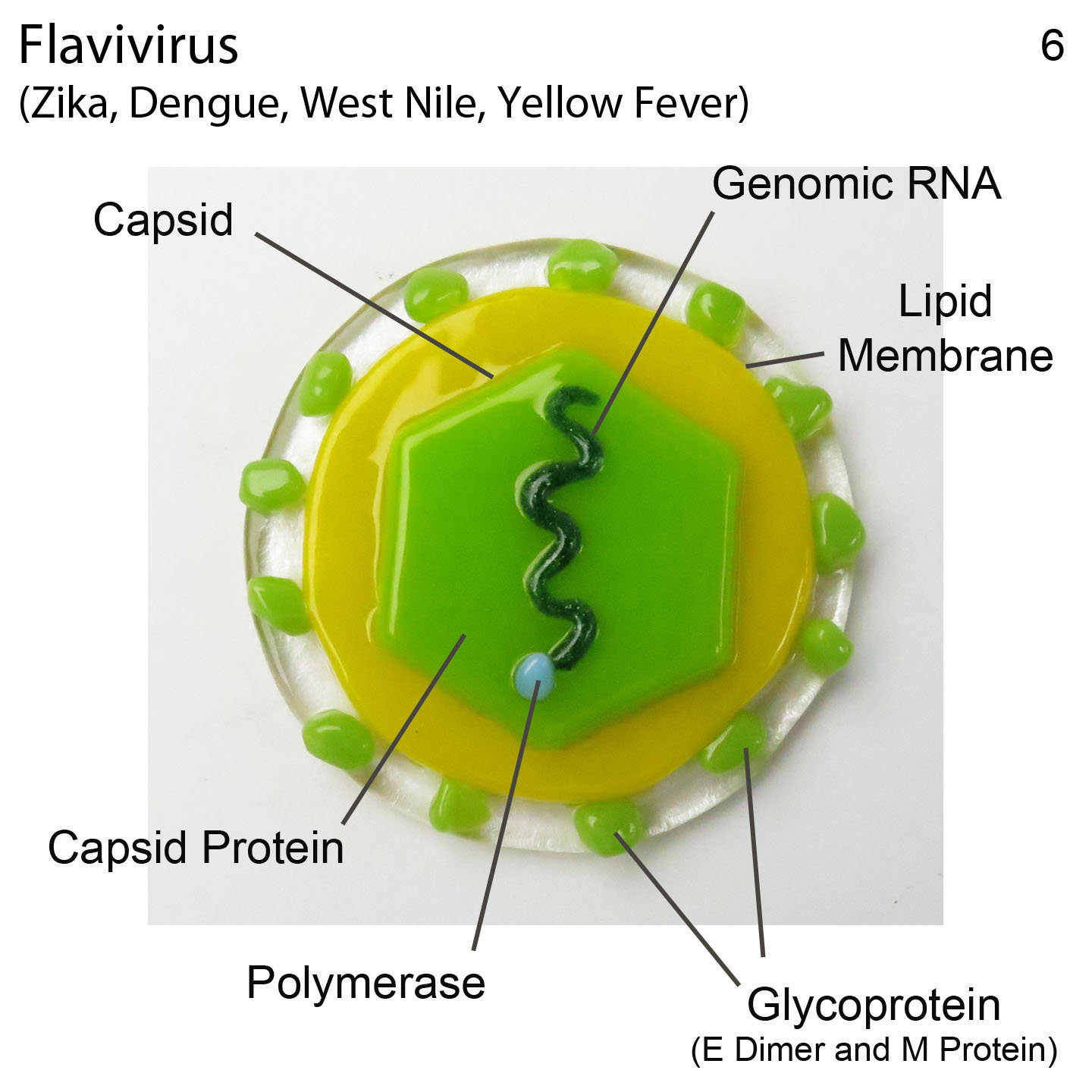 Flavivirus Dengue