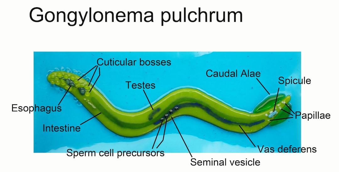 Gongylonema Pulchrum Worm Parasite Fused Glass Dish - Etsy