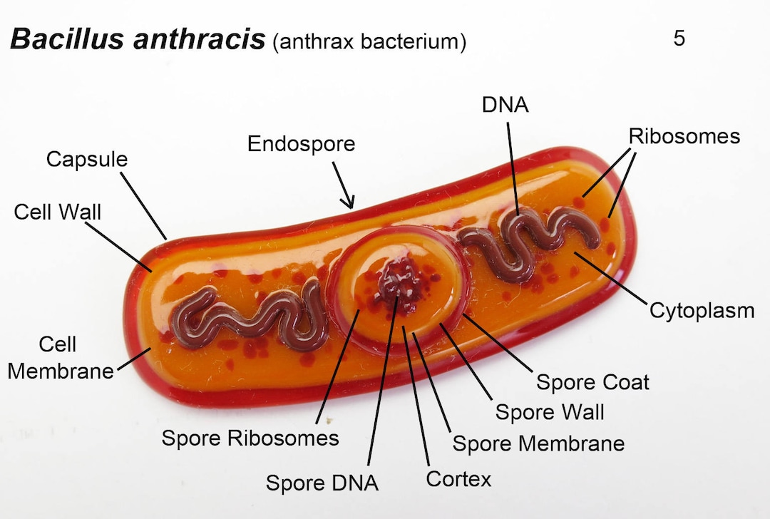 Shape Of Bacillus Anthracis Cell