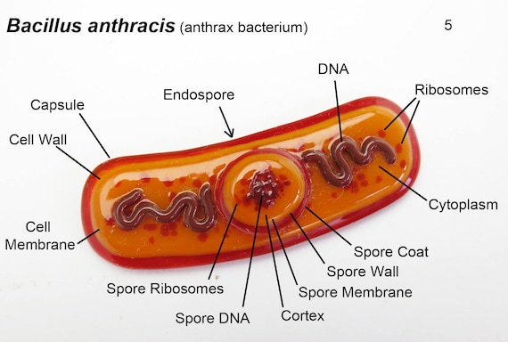 Bacilli Diagram