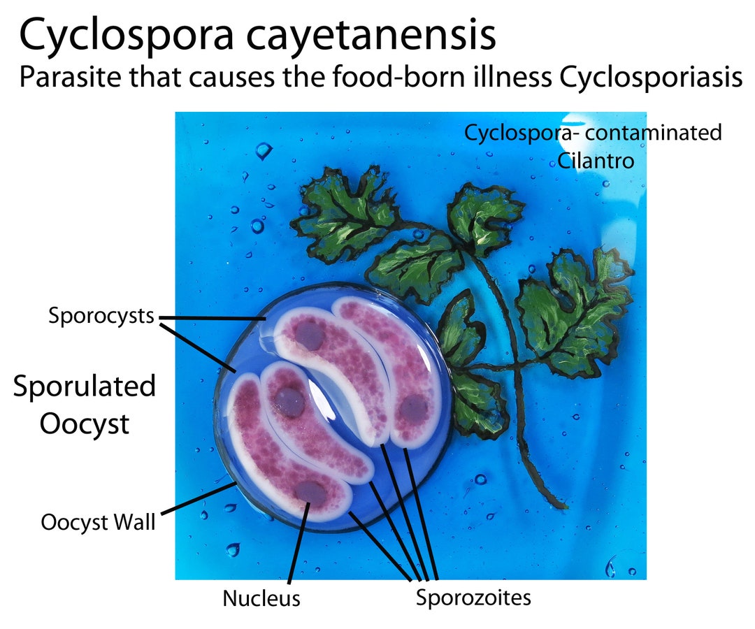 Cyclospora Cayetanensis Fused Glass Dish - Etsy