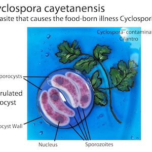 Cyclospora Cayetanensis Fused Glass Dish - Etsy