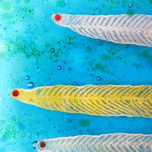 Tarpon Leptocephalus Fish Larva Fused Glass Dish - Etsy