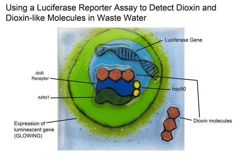 Luciferase Reporter Assay for Waste Watter Toxins - Etsy