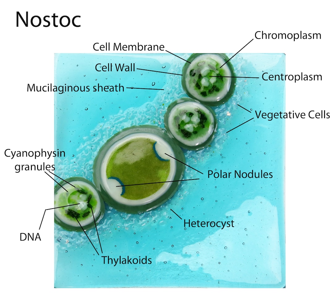 Cyanobacteria Nostoc Colony Fused Glass Dish - Etsy