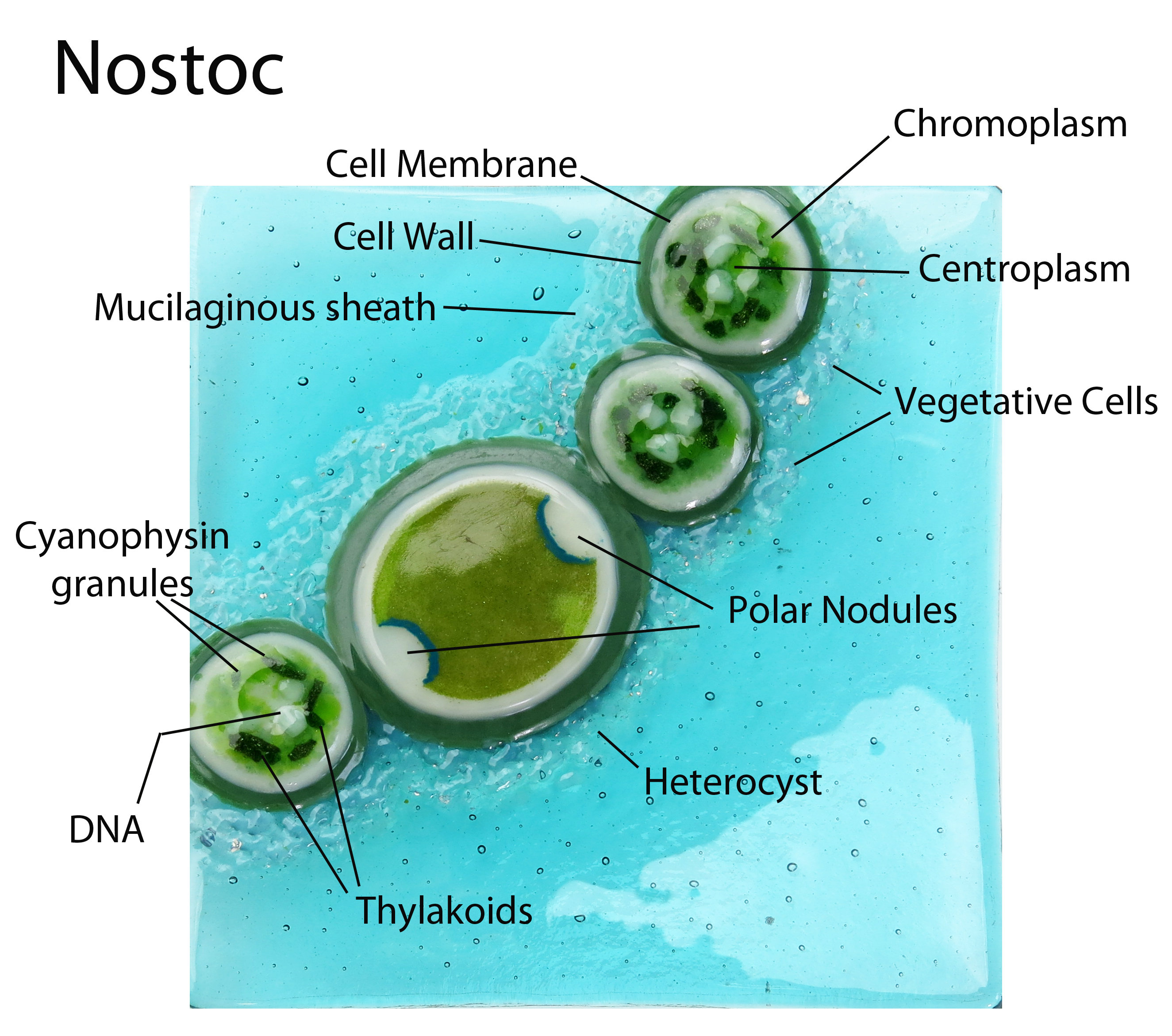 Nostoc Diagram