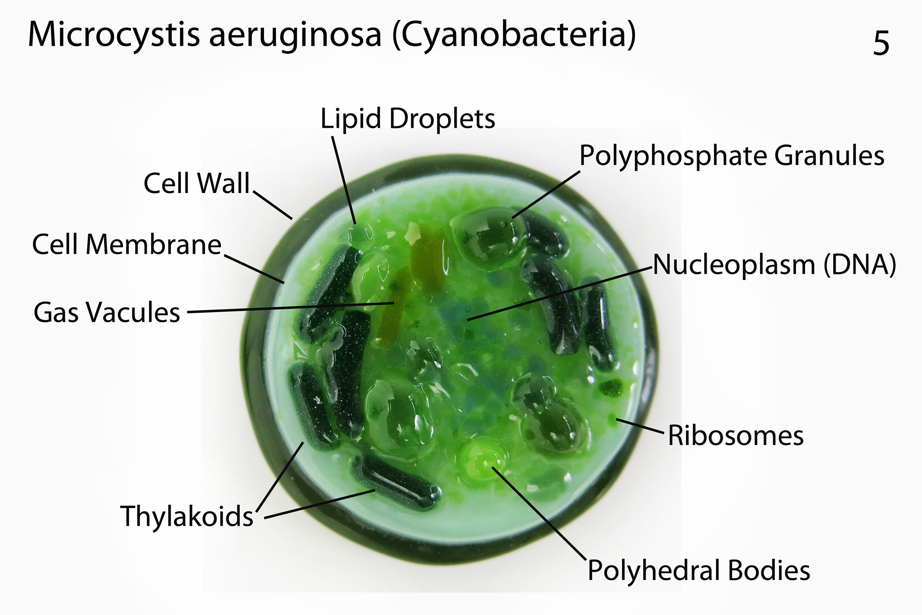 Cyanobacteria Diagram