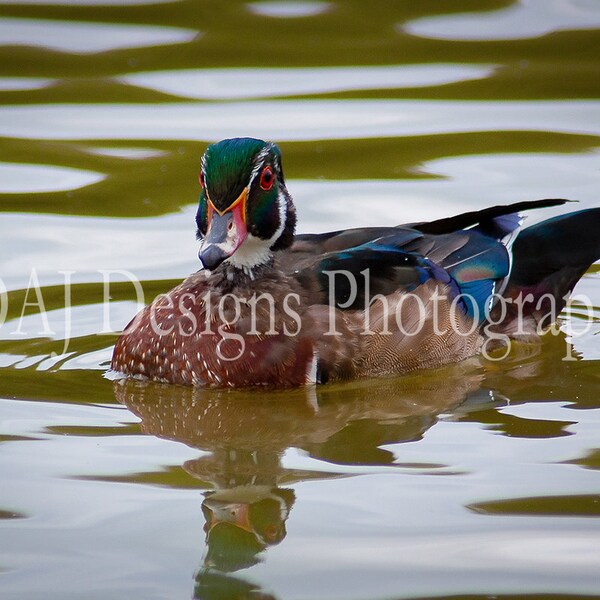Waterfowl Decor - Etsy