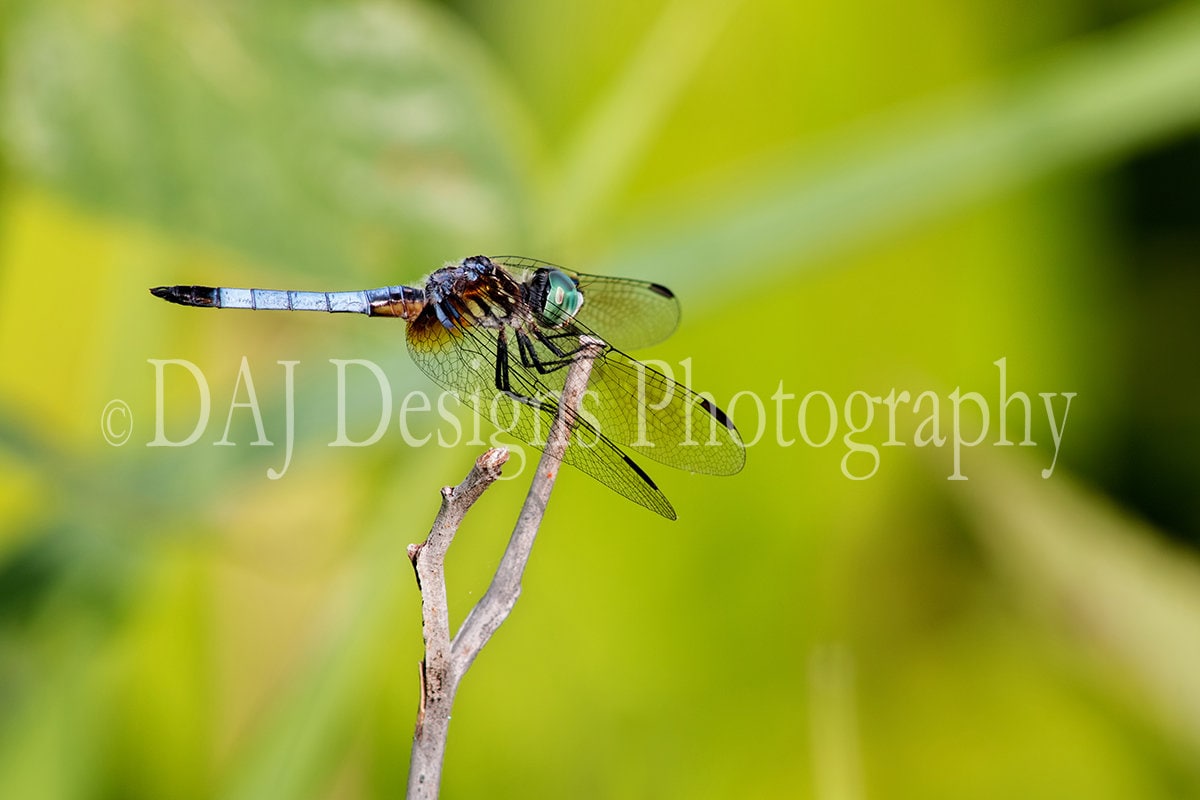 Dragonfly Design Photography