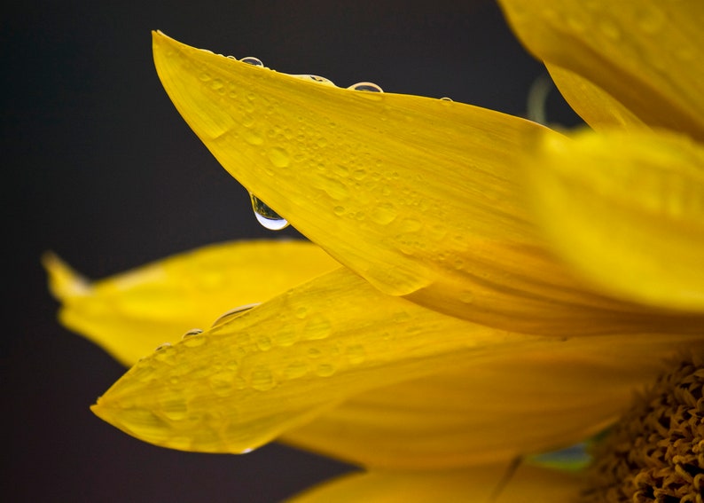Sunflower Matted Print | Sunflower Photo | Ready to Frame Matted Photo ...