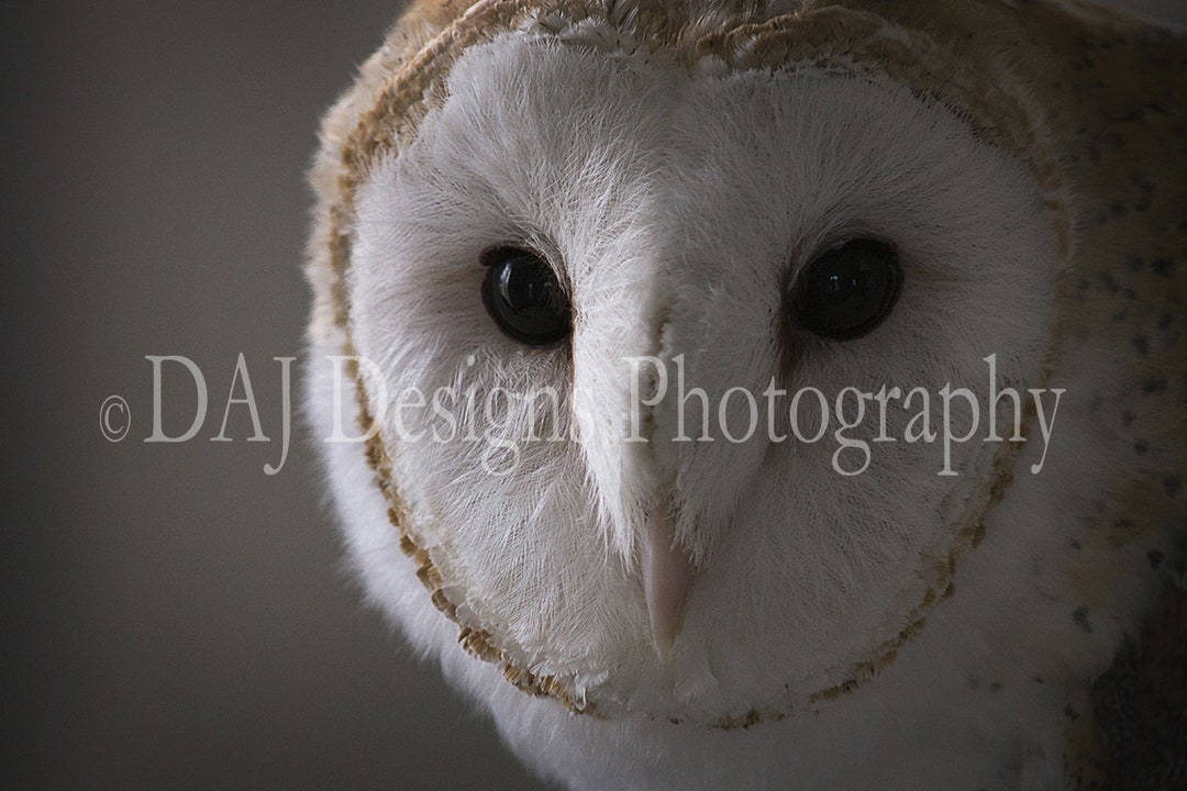 Barn Owl Photo Print | White Bird Picture - Etsy