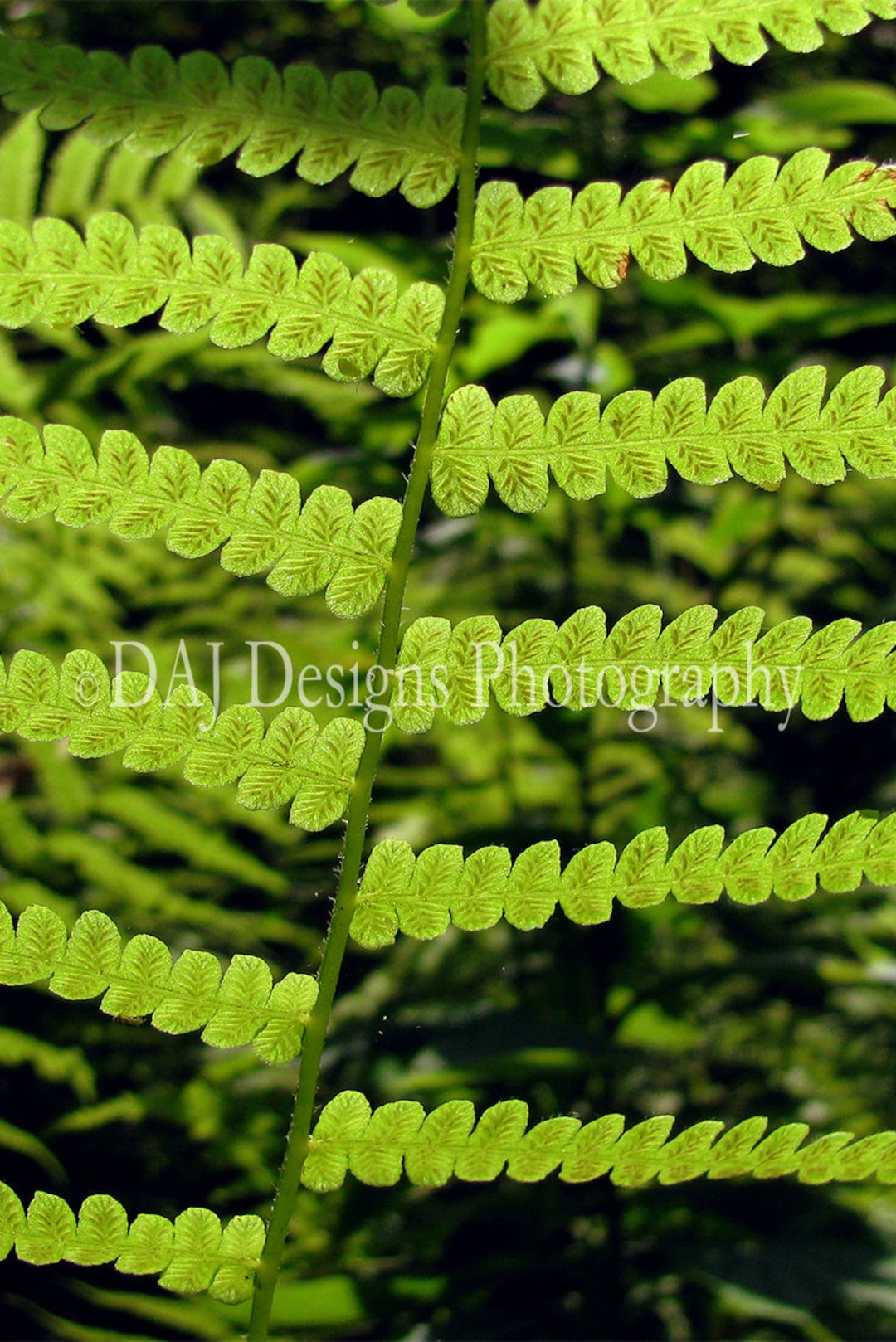 Nature Photography, Wild Fern Abstract Patterns in Nature Color Photo ...