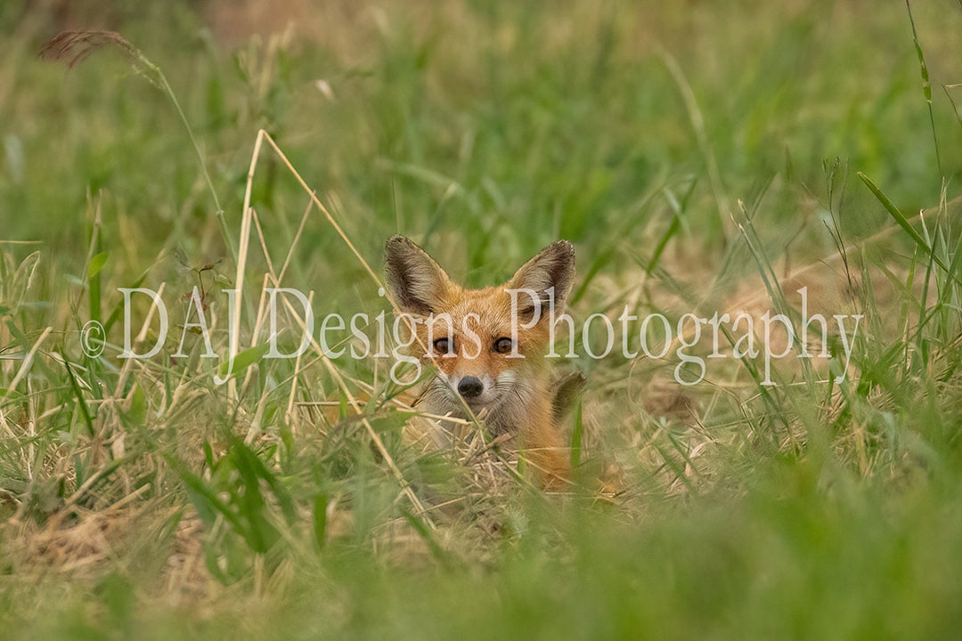 Red Fox Photo Print | Red Fox Wall Art | Animal Photography | Wildlife ...