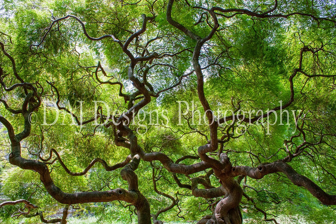 Nature Photography, Tree Art Photo, Japanese Maple Tree Abstract Print ...