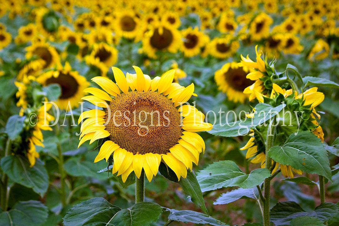 Sunflower Field Photo | Maryland Sunflower Farm Wall Art | Sunflower ...