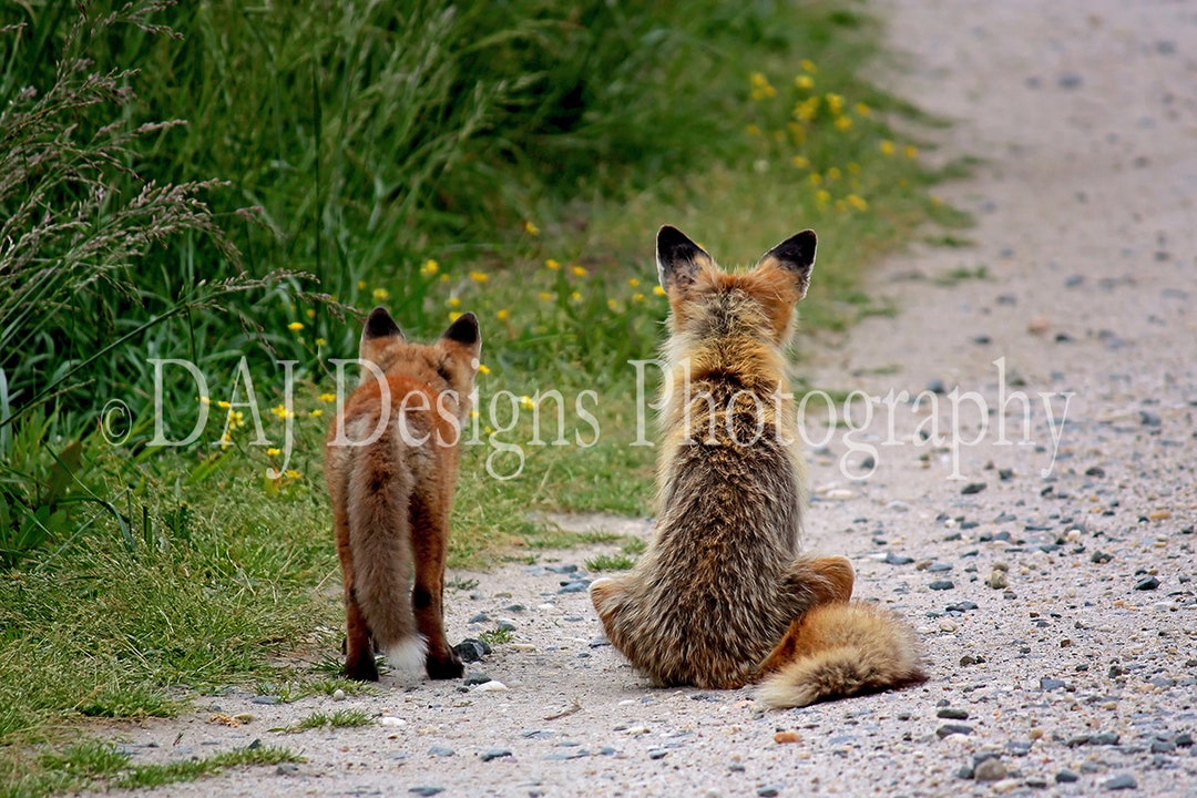 Red Fox Family Photo, Red Fox Mom and Pup Photo, Red Fox Baby Animal ...