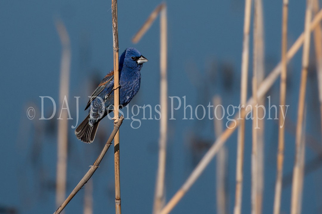 Blue Songbird Photo Print | Wild Bird Picture - Etsy