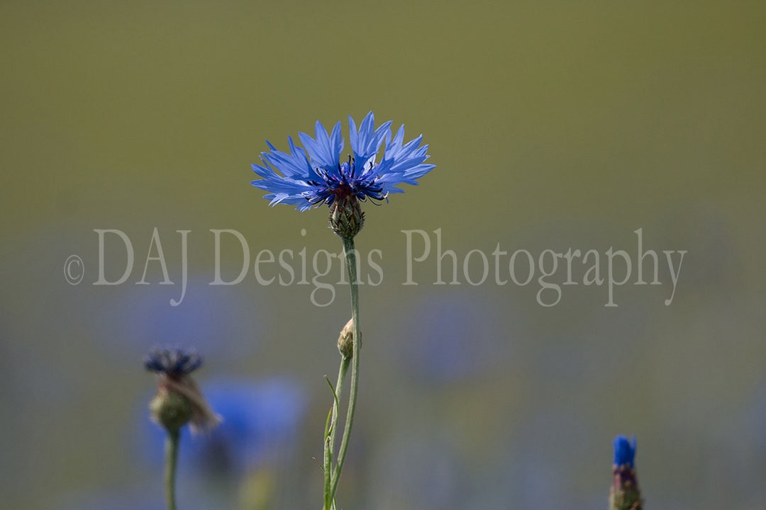 Flower Photography, Blue Cornflower Art Print, Cornflower Photo, Blue ...