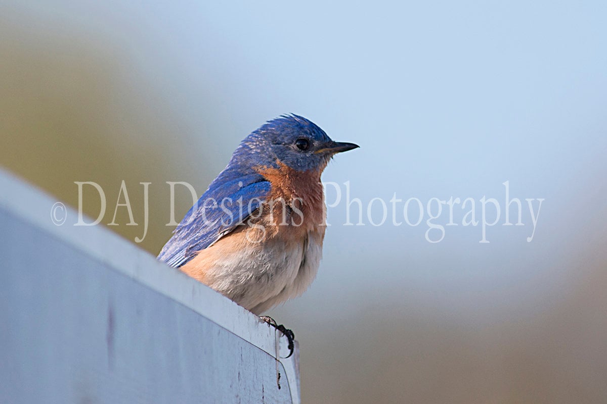 Eastern Bluebird Photo Print | Backyard Songbird Picture - Etsy