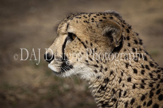 Animal Photography Cheetah Art Photo Cheetah Art Print - Etsy