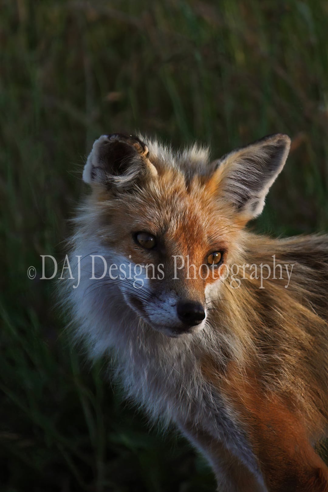 Red Fox Wildlife Photography, Animal Photo Print, Red Fox Animal Art ...