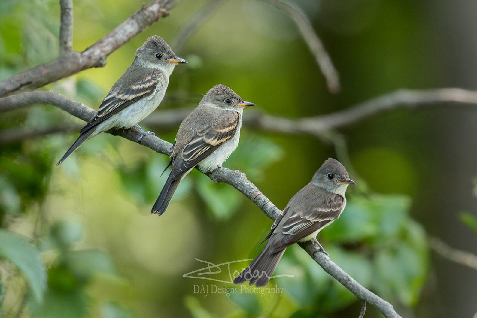 Eastern Wood-pewee Flycatcher Baby Bird Fledgling Songbird | Etsy
