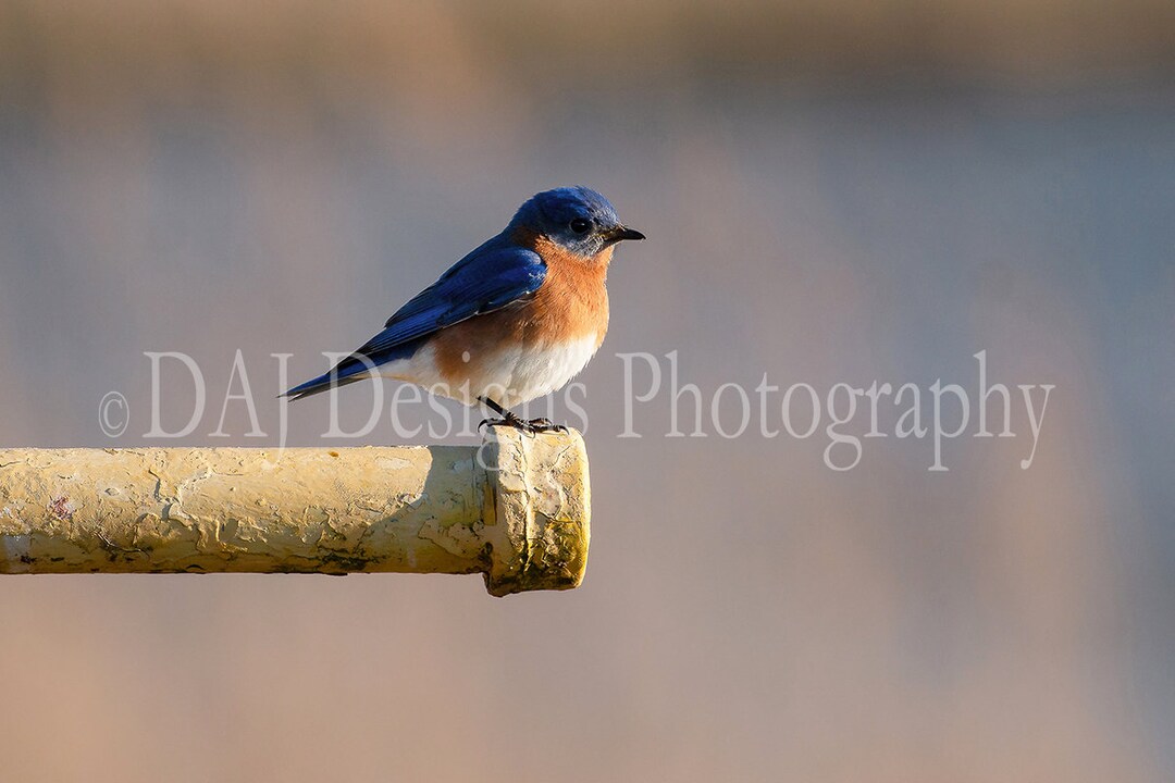 Eastern Bluebird Photo Print | Blue Songbird Picture - Etsy