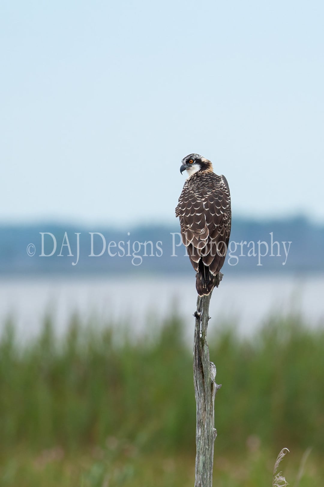 Osprey Photo | Osprey Picture | Bird Photography | Chesapeake Osprey ...