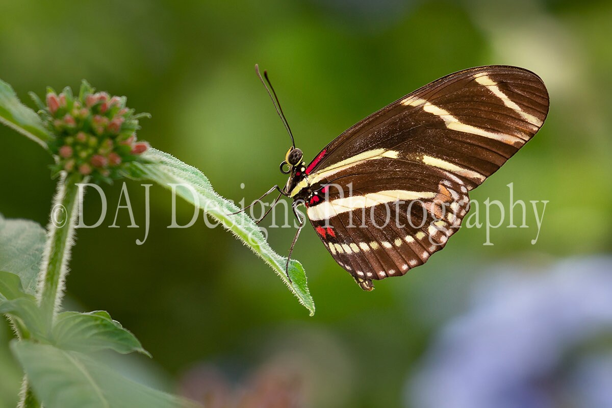 Zebra Longwing Butterfly