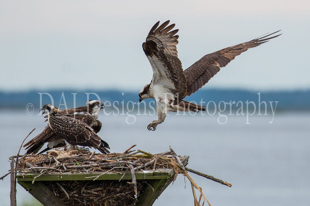 Osprey Family Photo Print | Chesapeake Coastal Bird Picture - Etsy