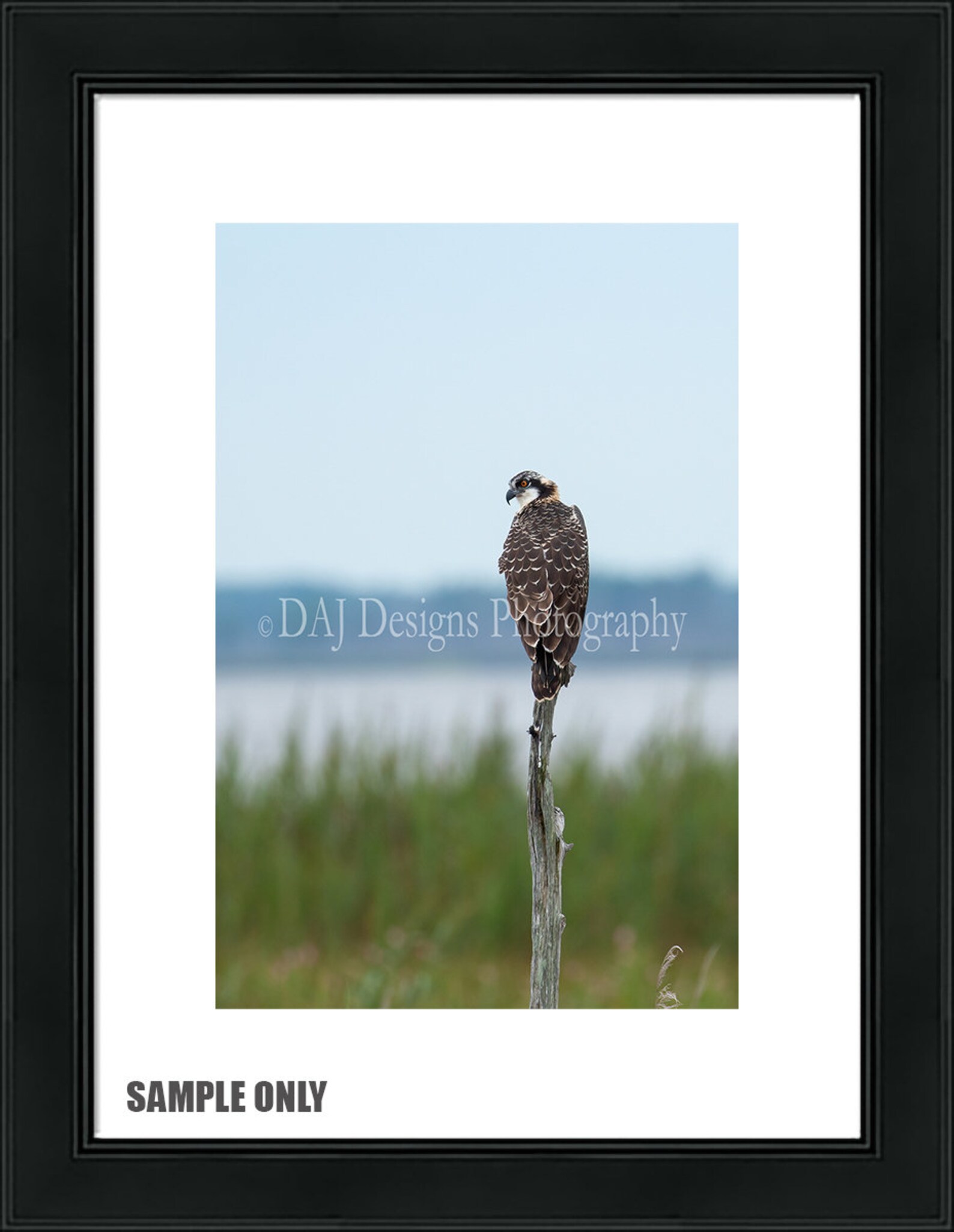 Osprey Photo | Osprey Picture | Bird Photography | Chesapeake Osprey ...