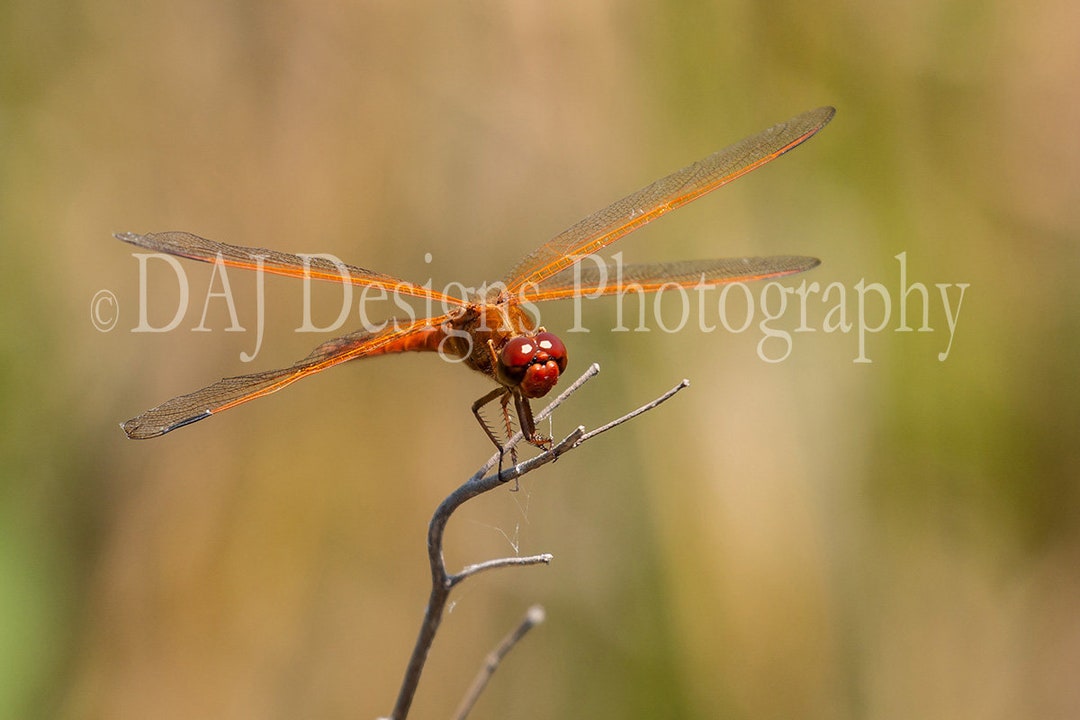Dragonfly Photography Autumn Meadowhawk Dragonfly Photo - Etsy Ireland