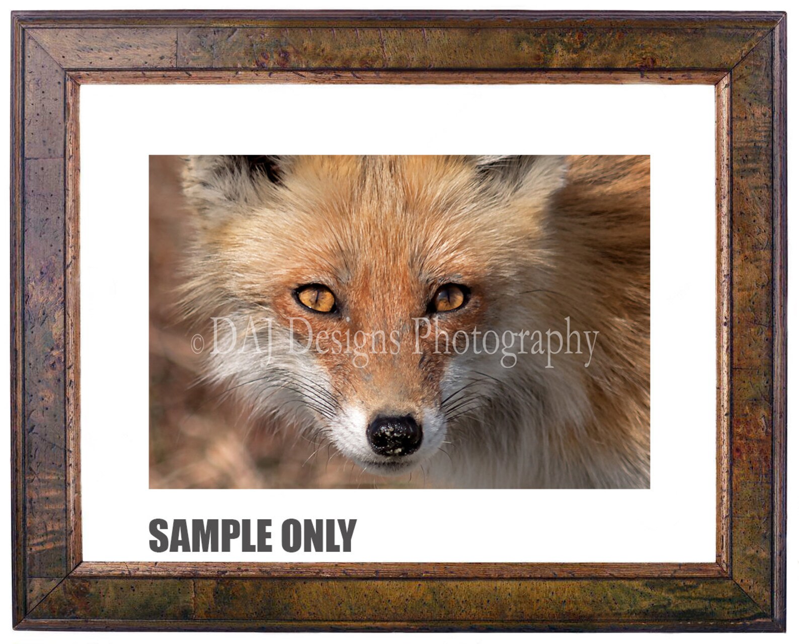 Red Fox Photo Print | Wild Animal Eyes Picture - Etsy