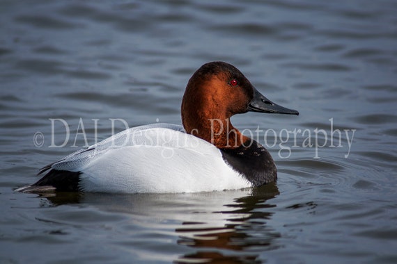 Canvasback Duck Pictures
