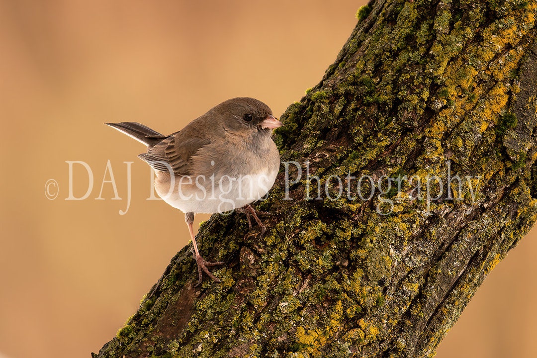 Dark-eyed Junco Photo | Snowbird Art Print | Bird Photo | Bird Themed ...