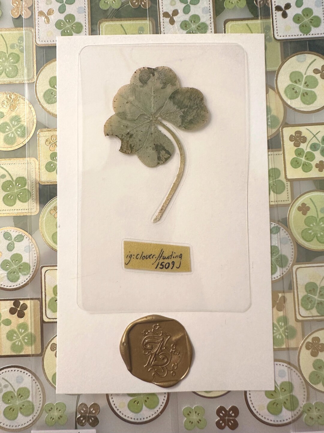 10 of 100 Sun Bleached 5-leaf Clover - Etsy