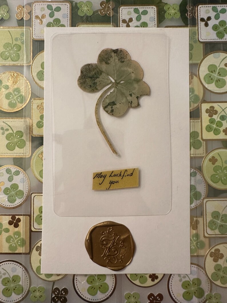 10 of 100 Sun Bleached 5-leaf Clover - Etsy